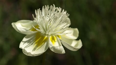 Get Involved Cnps Conservation Tools