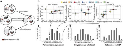Polysome Composition Is Regulated At Multiple Levels A Schematic Of