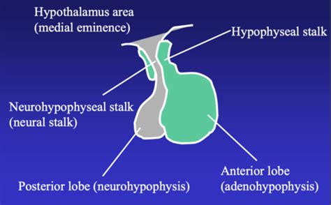 Hypothalamo Pituitary Axisfunction Flashcards Quizlet