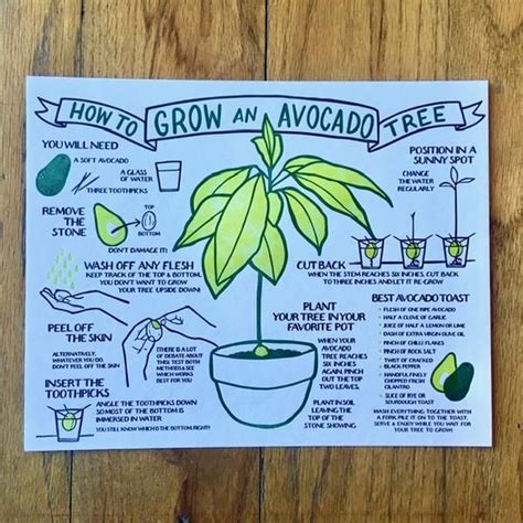 How To Grow An Avocado Tree Big Wheel Press