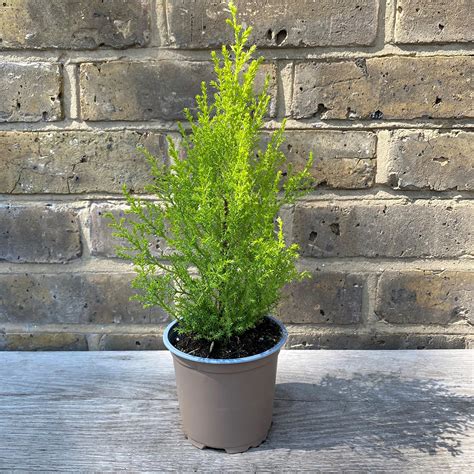 Cupressus Macrocarpa Goldcrest Pot Size 14cm Golden Monterey