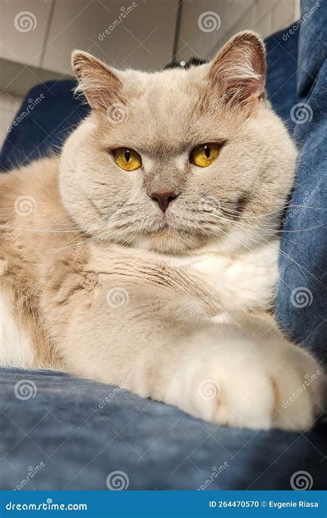 A British Cat Lying On A Bed Funny Cat Portrait Of A British Cat Stock Photo Image Of Eyes