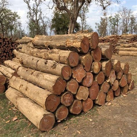 Brown Teak Wooden Log At ₹ 3800 Cubic Feet Varanasi Id 2850054906162