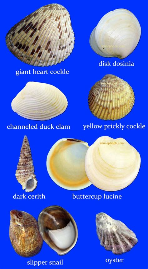 Types Of Seashells