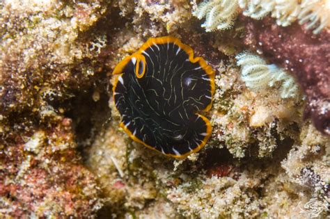 Marine Flatworms Facts Photographs And Video Seaunseen