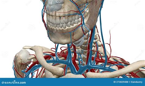 The Carotid Sheath Contains The Common And Internal Carotid Arteries The Internal Jugular Vein