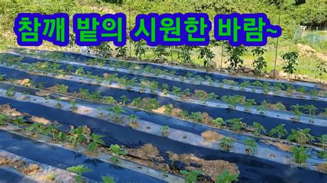 참깨 밭의 시원한 바람 Youtube