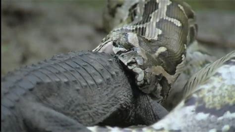 Snake Eats Alligator And Explodes