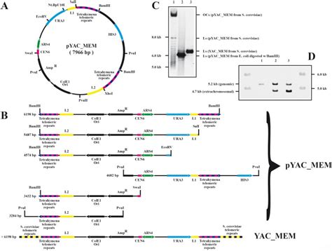 A Name Mass And Genetic Map Of The Circular Minichromosome The