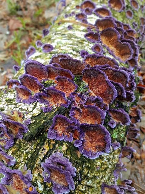 Saprophytic Mushroom Trichaptum Abietinum Growing On The Bark Of A