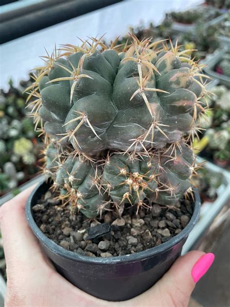 Discocactus Heptacanthus Variegata Cactuses Discocactus Kaktusy
