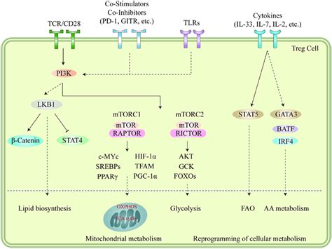 Immune Signaling Pathways Play A Vital Role In Regulating The Download Scientific Diagram