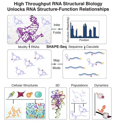 Enabling High Throughput Rna Structural Biology Lucks Laboratory