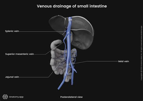 Venous Drainage Of Small Intestine Anatomy App