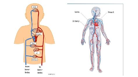Circulatory System Transportation Definition I Tissue A Large