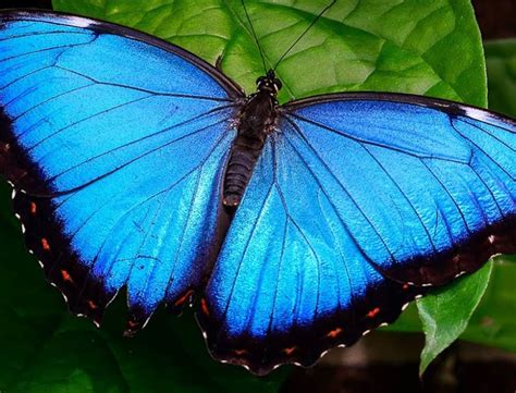 Blue Morpho Butterfly Life Cycle