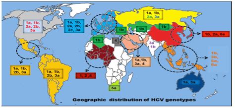 Hepatitis C Genotypes Hep C Genotypes Hepatitis C Treatment