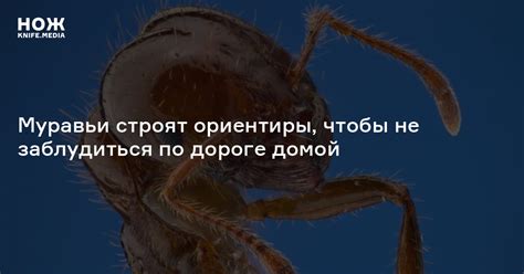 Муравьи строят ориентиры, чтобы не заблудиться — Нож