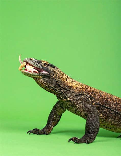 Alert Komodo Dragon With Forked Tongue On Green Screen Stock