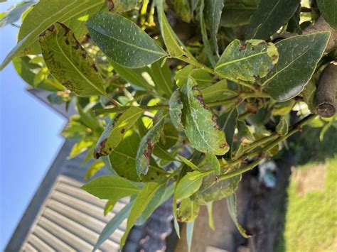 Laurier Nobilis Ziek Blad Tuinforum