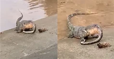 Monitor Lizard Eats Large Python Then Vomits And Burps