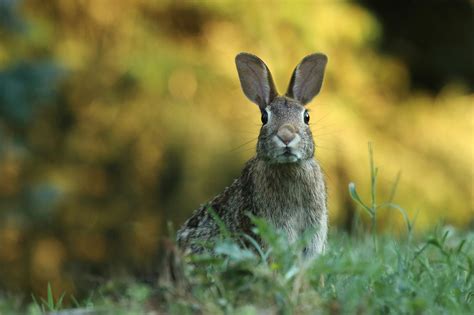 Load Balancing Rabbitmq Loadbalancerorg