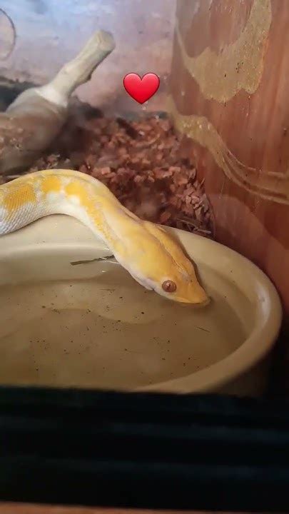 Beautiful Reticulated Python Shocks Itself With Its Own Bubbles