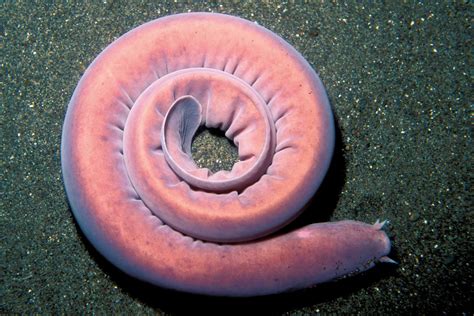 Ancient Sea Creature Slime May Be Used For Bulletproof Armor Cadet Call