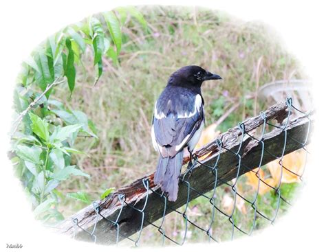 Eine Junge Elster Schwechat