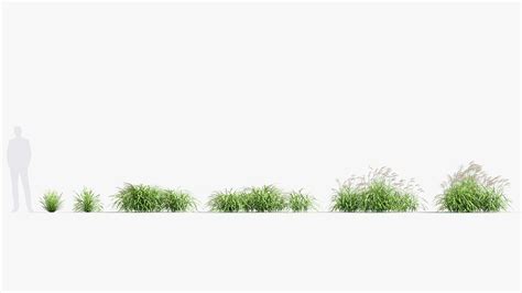 D Miscanthus Sinensis Zebrinus Zenra Grass D Model TurboSquid