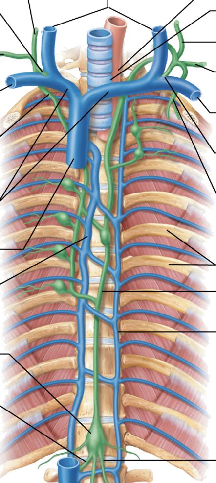 Diagram Of Anatomy Lab Lymphatic System Quizlet