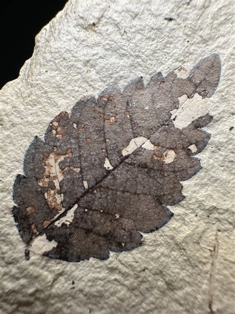 Bug Eaten Fossil Fossilised Plant Catawiki