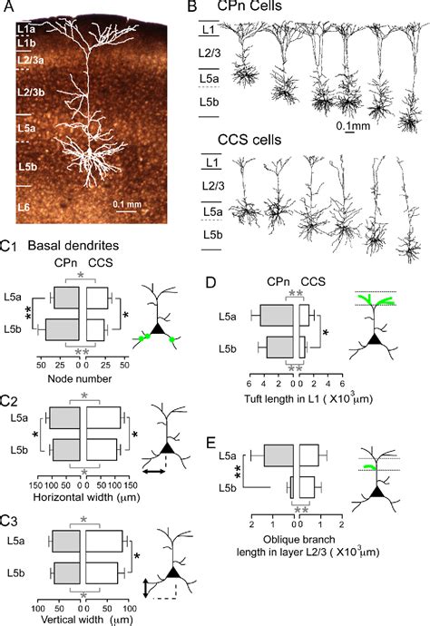 Figure 1 From Highly Differentiated Projection Specific Cortical Subnetworks Semantic Scholar