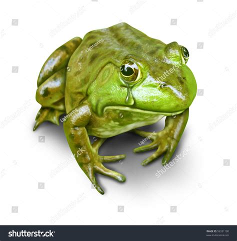 Polluted Environment Green Frog Crying Isolated Stock Illustration 59331100 Shutterstock