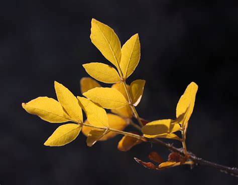 Velvet Ash Trees Fraxinus Velutina In Autumn The Firefly Forest