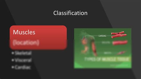 Solution Anatomy Muscle Classification Lecture Studypool