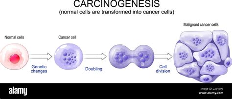Cancer Development Normal Cells Are Transformed Into Cancer Carcinogenesis From Genetic