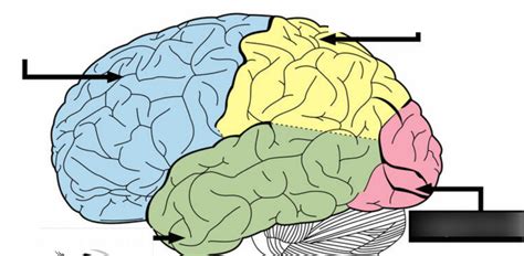 PSYCH 10 Cerebral Cortex Diagram Quizlet