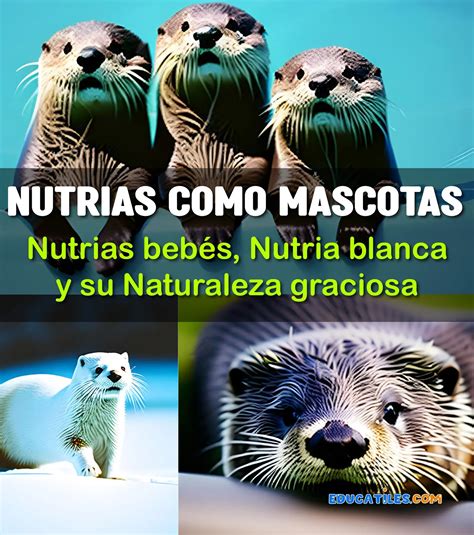 Nutrias Como Mascotas Audio Cuentos Para Dormir Y Recursos Educativos