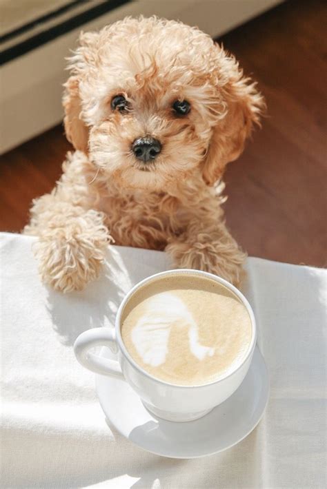 Cute Cockapoo Puppy Enjoying Coffee