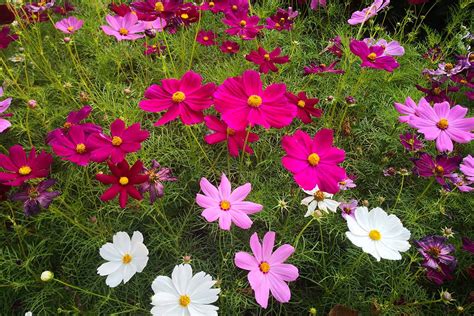 Cosmos Flower Growing Guides Tips And Information