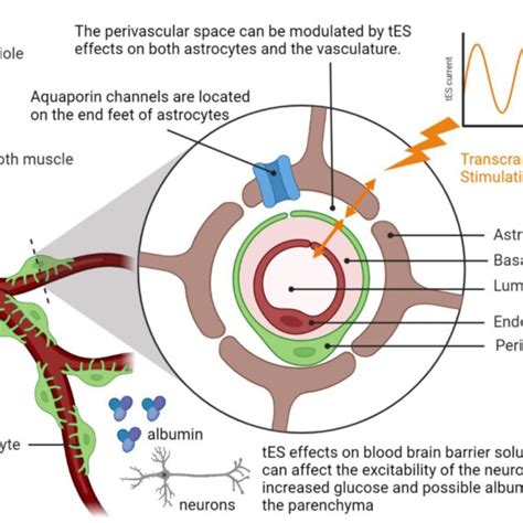 Figure Transcranial Electrical Stimulation Can Acutely Modulate Download Scientific Diagram