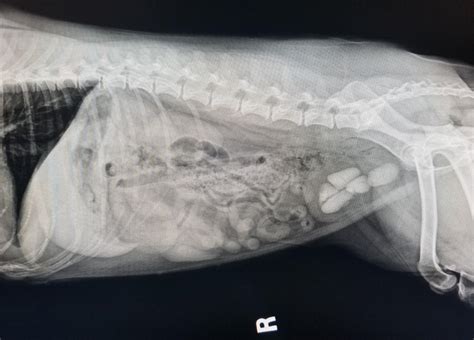 Digital Radiology Goodworks Vet