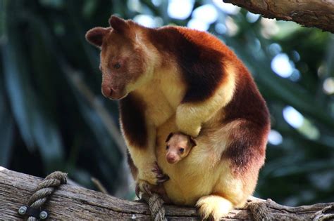 Tree Kangaroo Habitat Facts At Gemma Dalton Blog