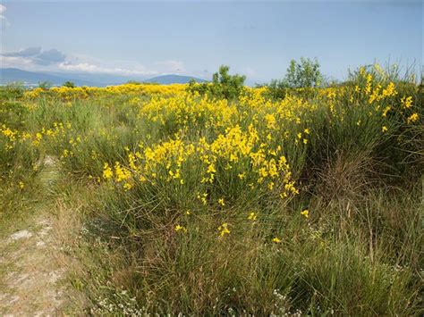 Метельник прутьевидный (дрок испанский) медонос, кормовой, декоративный ...