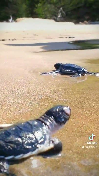 🐢🐢😍 ️🔥🌊 Turtle Ytshorts Youtubeshorts Beachlife Youtube