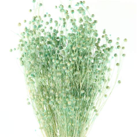 Len Suszony Linum Miętowy Preserved Nature