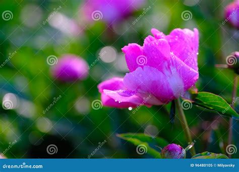 Tender Wet Pink Peony Flower Stock Image Image Of Gardens Feel