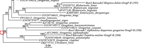 R Phylogenetic Tree With Ggtree Outgroup Branch Display Stack Overflow