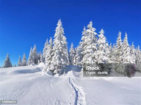 눈덮인 소나무 푸른 하늘 눈으로 뒤덮인 잔디밭에는 숲으로 이어지는 산책로가 있습니다 추운 겨울 아침에 아름다운 풍경 0명에 대한 스톡 사진 및 기타 이미지 Istock